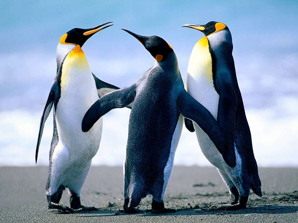 Penguins - Estate Rabbit